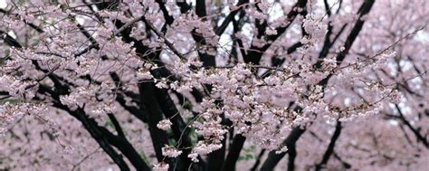 春季桃树打什么药预防虫害 发财农业网