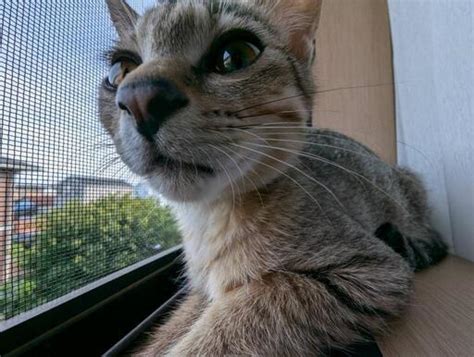 2ヶ月半の仔猫の里親募集 べべちび 前橋の猫の里親募集｜ジモティー