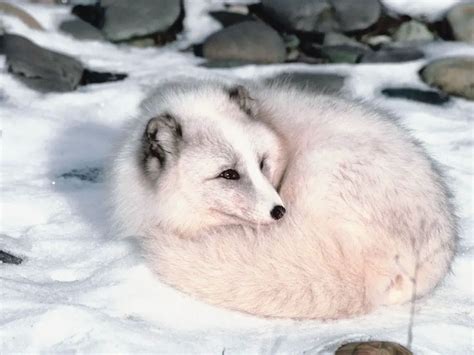 arctic fox behavioral adaptations types of adaptation1 structural