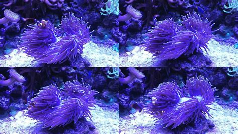 海葵，小丑鱼。充满热带鱼和植物的海洋水族馆。 视频素材下载 编号 12758641 光厂 Vj师网