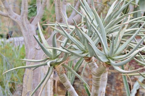 Más De 400 Fotos De Agave Y Naturaleza Gratis Pixabay