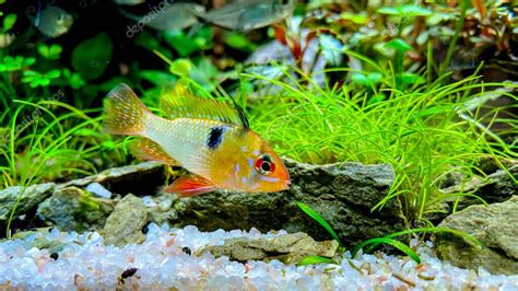 Acuario De Peces Microgeophagus Ramirezi Ram Cíclido Del Río Amazonas Con Algunas Plantas