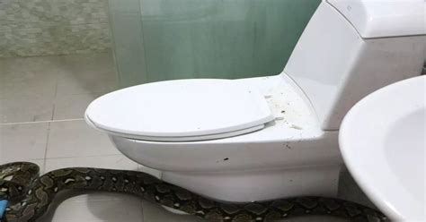 I M Too Scared To Go Back To The Toilet Horrified Woman Finds 10ft