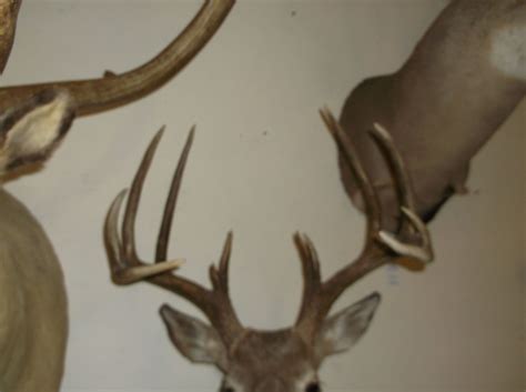 Non Typical Whitetail Mount Upper 150s Class Buck