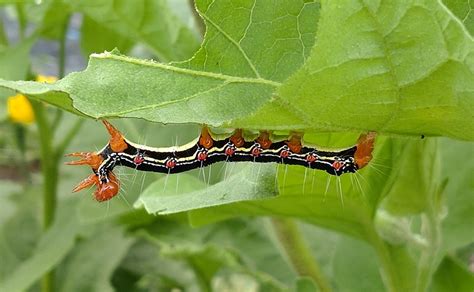 フクラスズメの幼虫 想定外の侵入者 分子生物学者が菜園をやってみた