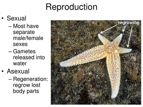 Ppt Echinoderms Powerpoint Presentation Free Download Id 6885527