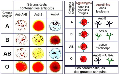 Systèmes Abo Et Rhésus Chez Les Biologie Simplifiée