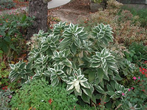Variegated Lacecap Hydrangea