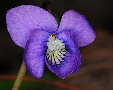 Viola Photograph By Paul Ward Fine Art America
