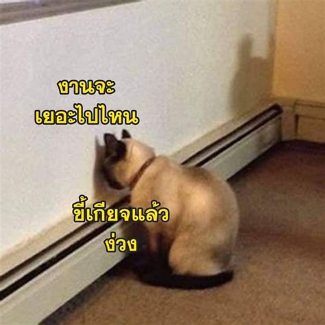 ปักพินโดย Ta Toun ใน 11111 ในปี 2021 มีมตลกๆ รูปตลก ภาพตลก