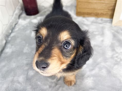 木屋瀬駅福岡県のペットショップを探す子犬や子猫探しならpetmi