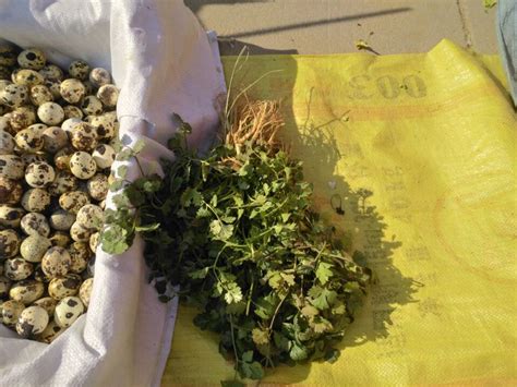 大集上买了扒好的鹌鹑，有人说这是病死的鸡崽，这会是真的吗？