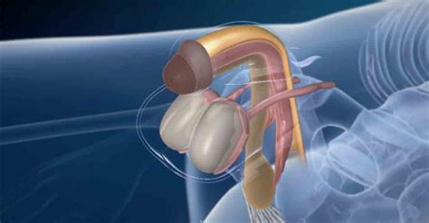 What Happens In Male To Female Sex Reassignment Surgery PS Love