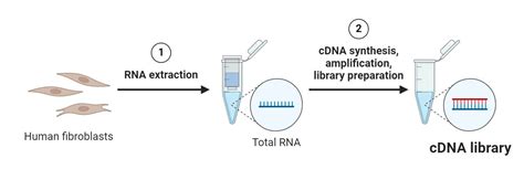 Dna Library Genomic Cdna Types Preparation Uses