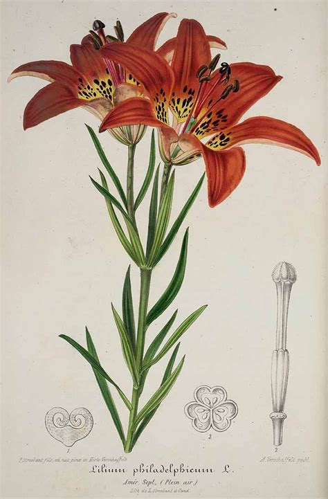 Wood Lily Lilium Philadelphicum Circa 1856