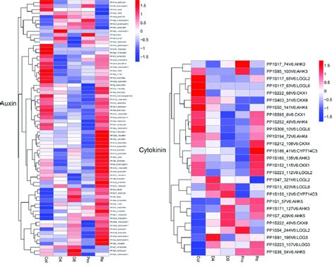 Heat Map Showing The Differential Expression Of Auxin And Download Scientific Diagram