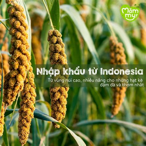 Mua Hạt Kê Nếp Hữu Cơ Loại 1 Dẻo Mịn Sánh Cho Bé Ăn Dặm Mămmy 130g