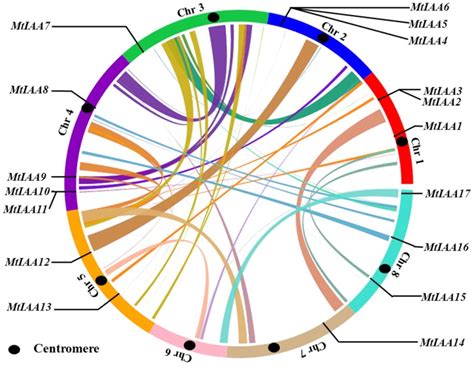 The Genome Visualization Tool Circos Was Employed Medicago Truncatula