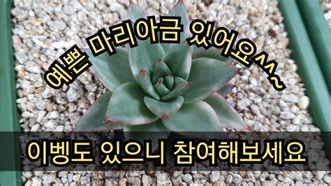 3월 31일 예쁜 마리아금 구경해보세요 이벵도 있어요~ Youtube