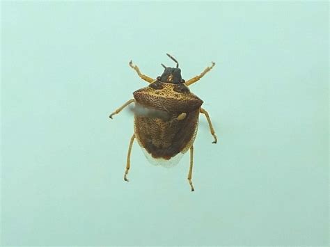 トゲシラホシカメムシ Eysarcoris aeneus 島根大学標本資料類データベース