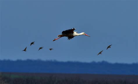 Свободна Европа Home