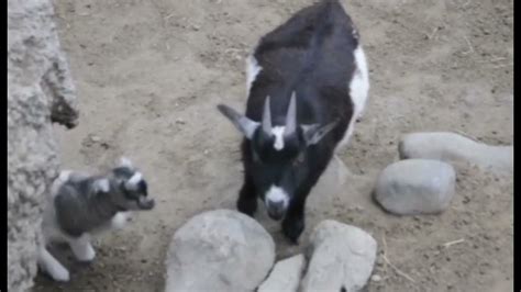 თბილისის ზოოპარკი Youtube