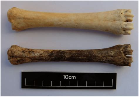 Sheep Metacarpal Bones Upper Is Acquisition From Recent Skeleton