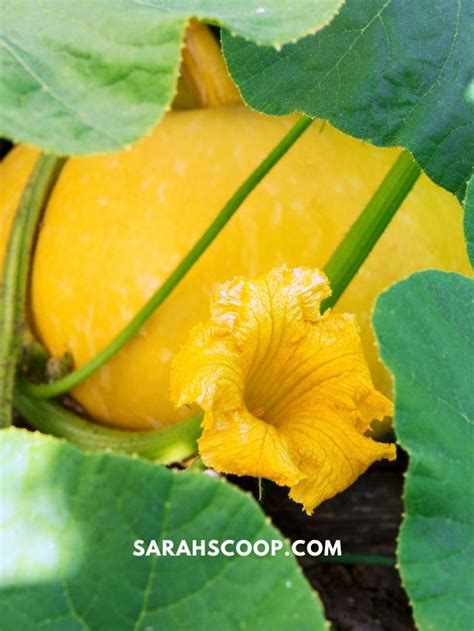 What Do Pumpkin Plants Look Like And How They Grow Sarah Scoop