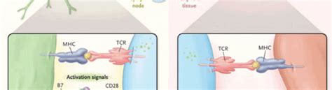 Pembrolizumab Binding Action To The Pd 1 Receptor Donald Poon And