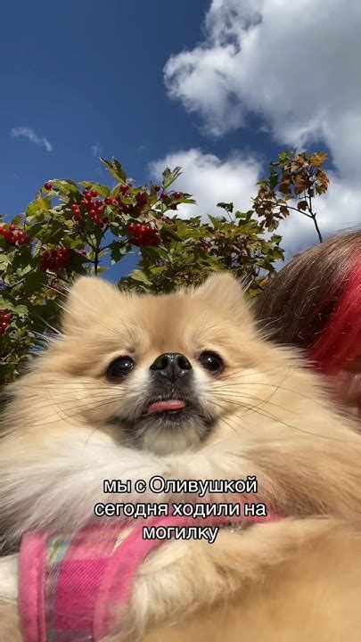 К кому ходили на могилку 🥺🪽 #pomeranian #шпиц #немецкийшпиц # ...
