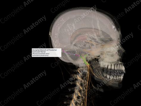 Occipital Branch Of Posterior Auricular Nerve Left Complete Anatomy