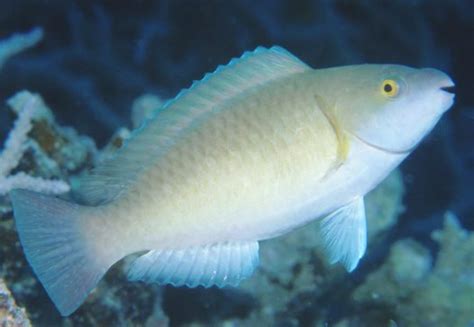 Can Fish Have Sex
