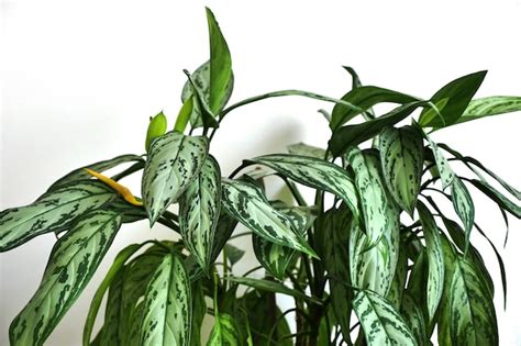 Premium Photo Aglaonema Ornamental Plant In Pot Natural Live