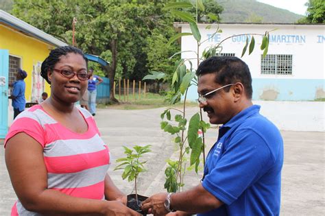 Tree Planting Project Ieee Jamaica Women In Engineering
