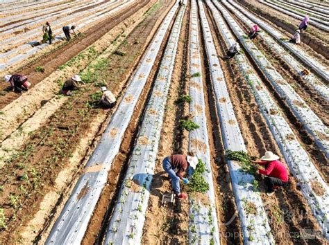 安徽亳州：菊花经济种岀好“钱景” 人民图片网