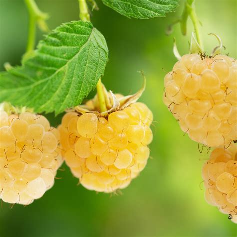 Buy Fall Gold Raspberry Plants For Sale Golden Raspberries Perfect Plants