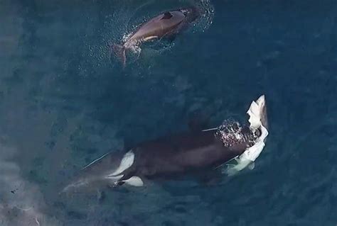 678 Best Killer Whale Images On Pholder Nature Is Fucking Lit The