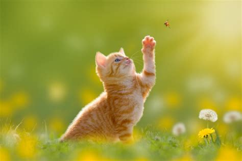 子猫のコミュ力を磨く遊び方って？ おすすめのおもちゃも紹介します｜みんなのペットライフ