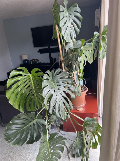A Monstera Out Of Control Hello My Girl Glenda Is Very Healthy But