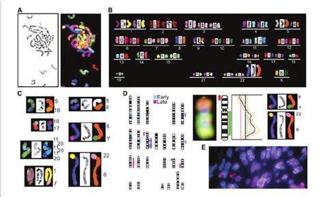 Molecular Cytogenetic Analysis For Lu6 Sclc A Hybridization Of A