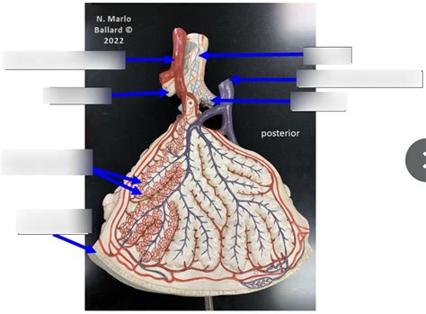 Lung Diagram Quizlet