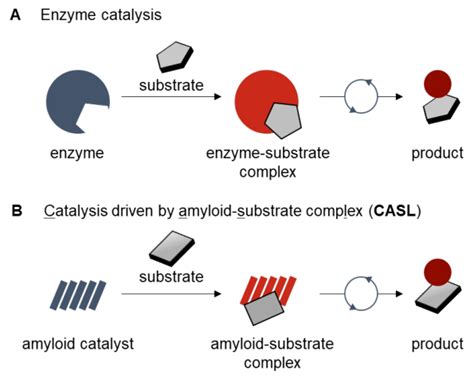 Enzyme Substrate Specificity