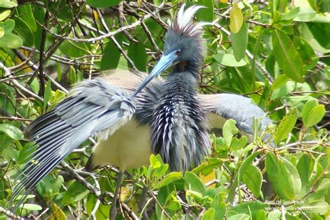 Avistamiento De Aves