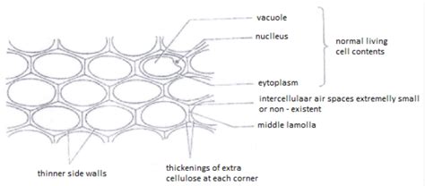 Draw A Well Labelled Diagram Of Parenchyma And Collen Vrogue Co