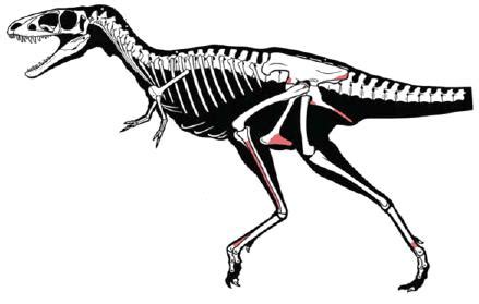 Reptossaurus Anatomia e evolução dos Dinossauros Parte II