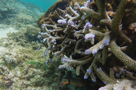 How Your Sunscreen Is Killing The Corals