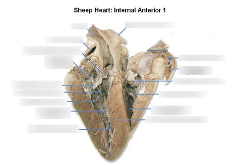 Sheep Heart Internal Posterior Diagram Quizlet