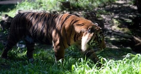 Zookeeper Hospitalized After Tiger Attack Cbs Colorado