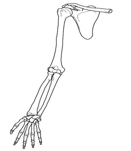 Upper Limb Diagram Quizlet