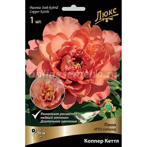 Пионы Ито-гибрид Коппер Кеттл (2-3 почки) — купить семена и саженцы ...